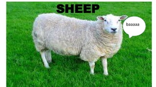 Farm animals presentation year 3 | PPTX | Birds | Pets