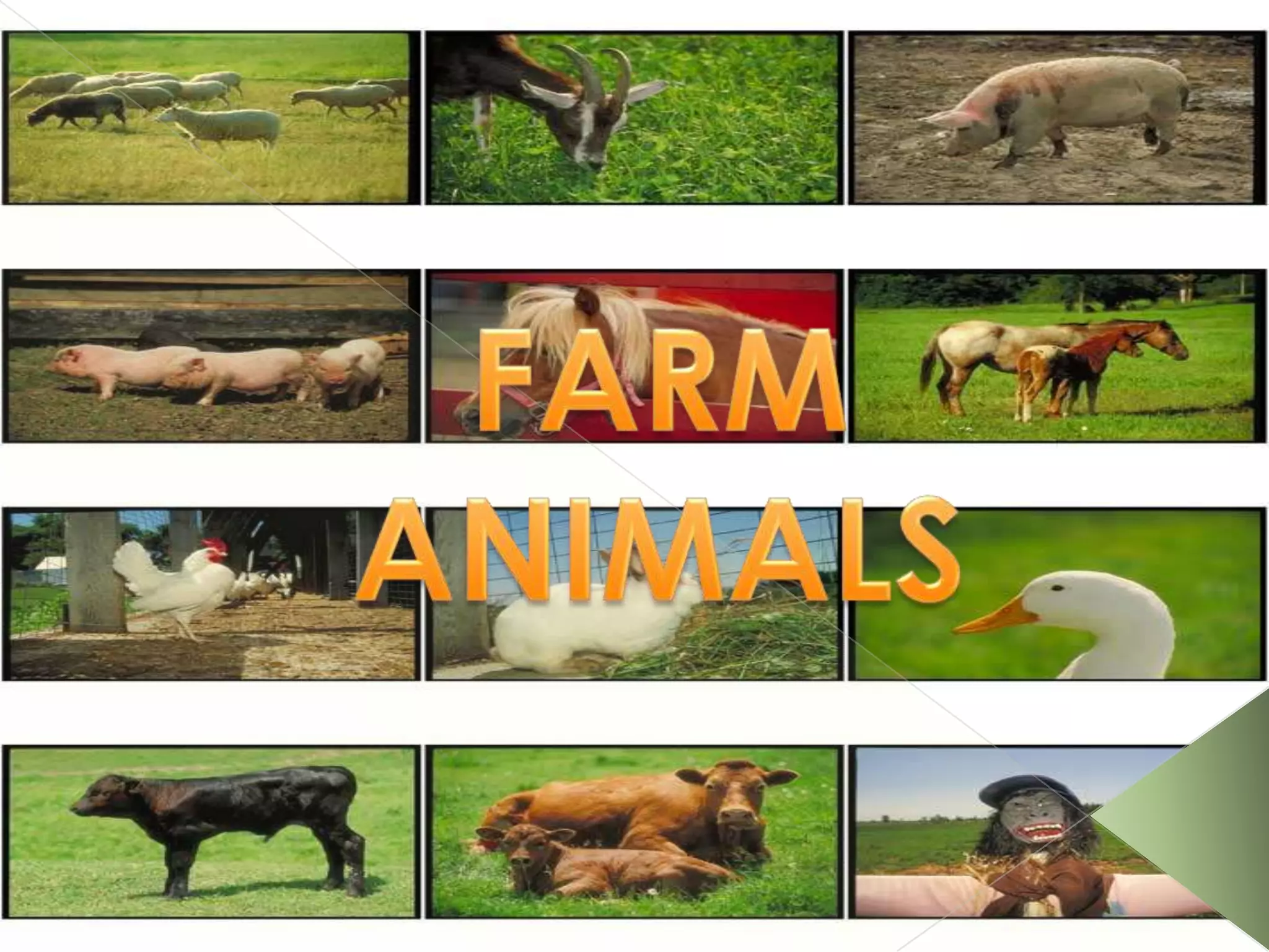 Farm animals | PPT