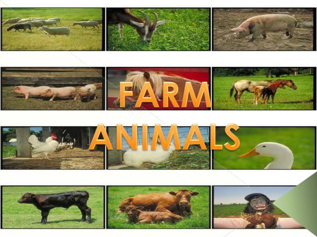 Farm animals | PPT