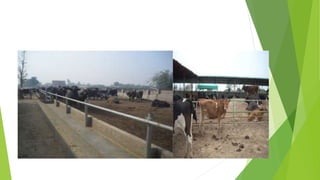 Farm building (MEHRAN GUJJAR AGRI ENGR) | PPTX | Zoos & Aquariums ...