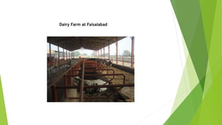 Farm building (MEHRAN GUJJAR AGRI ENGR) | PPTX | Zoos & Aquariums ...