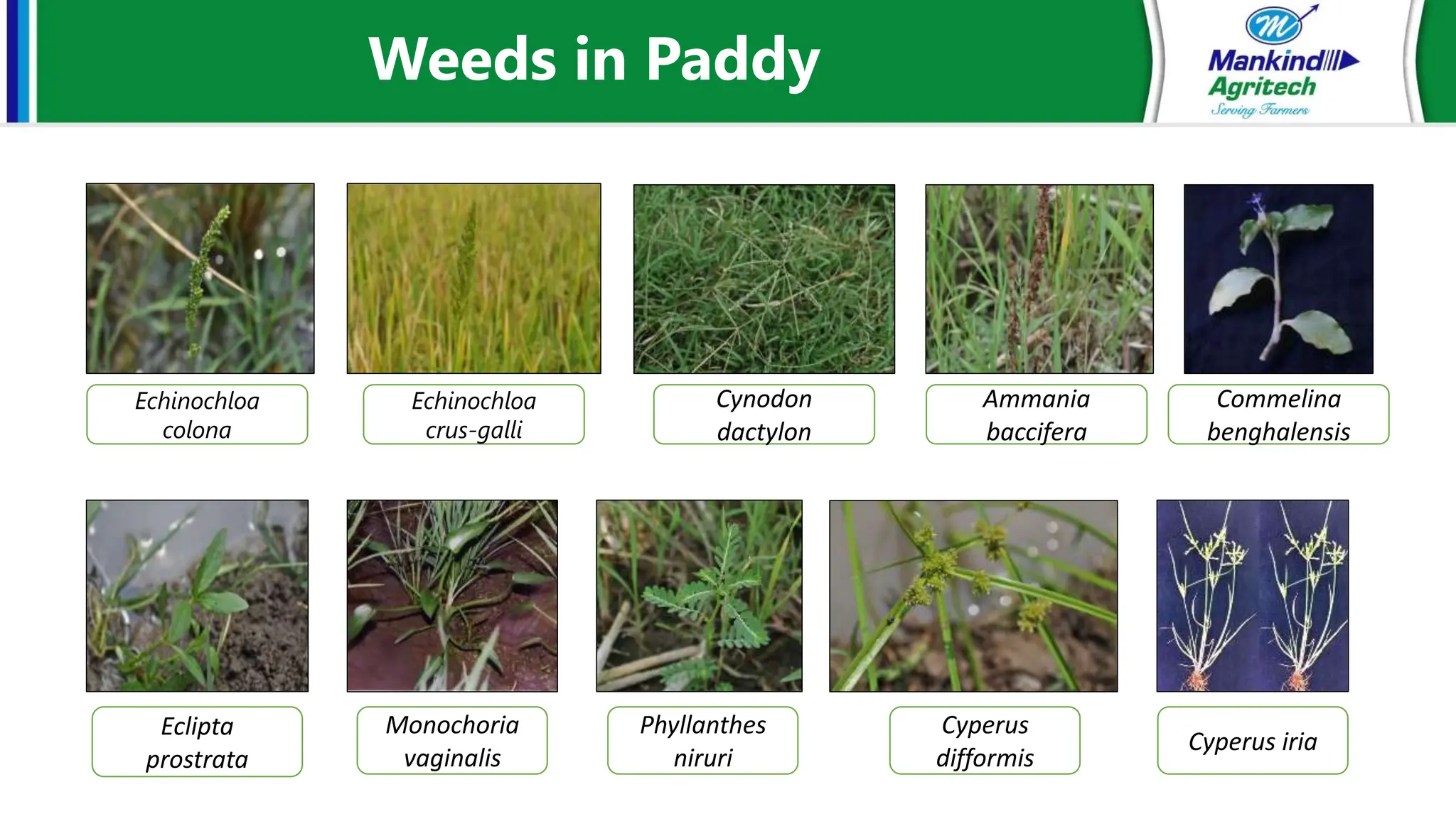 Farmer-s Guide For Paddy Crop- English - Copy -Hindi.pptx