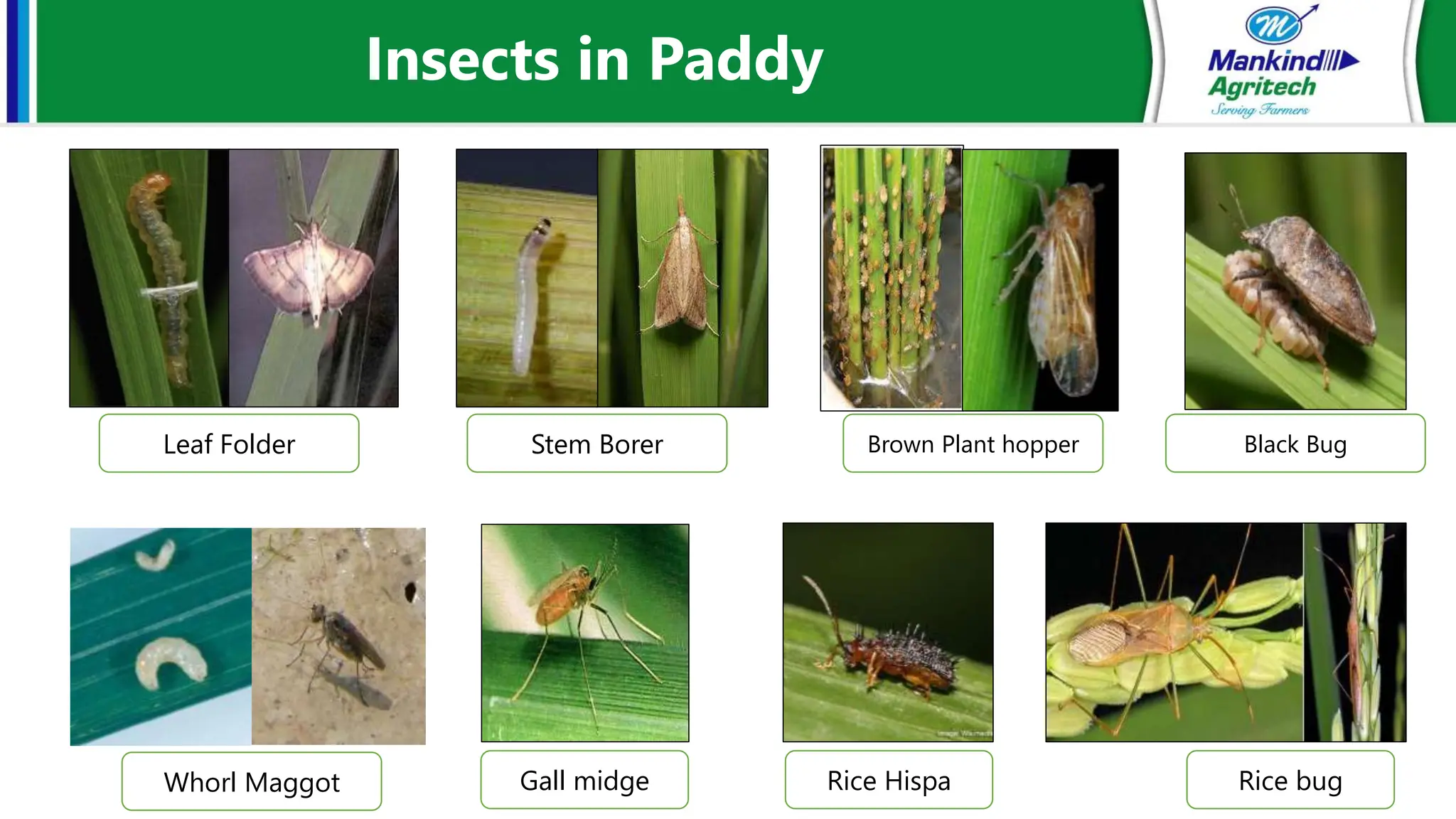 Farmer-s Guide For Paddy Crop- English - Copy -Hindi.pptx