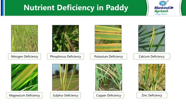 Farmer-s Guide For Paddy Crop- English - Copy -Hindi.pptx