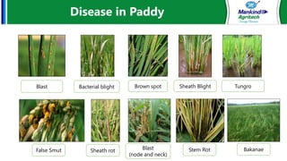 Farmer-s Guide For Paddy Crop- English - Copy -Hindi.pptx