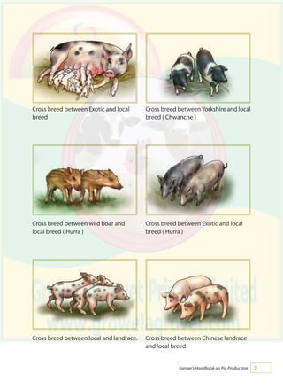 Farmers Handbook on Pig Production | PDF
