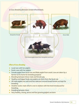 Farmers Handbook on Pig Production | PDF