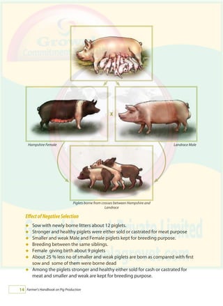 Farmers Handbook on Pig Production | PDF