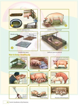 Farmers Handbook on Pig Production | PDF