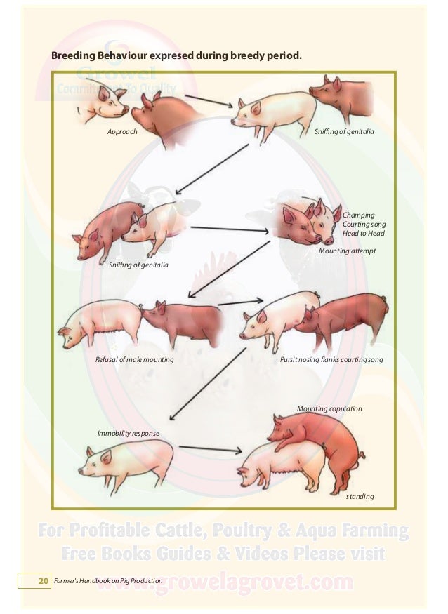 Farmers Handbook On Pig Production farmers-handbook-on-pig-production