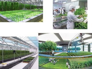 Farming In Japan (Jim) | PPT | Agriculture | Industries