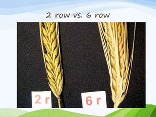 Farming for beer | PPTX