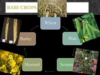 Farming & crops | PPTX