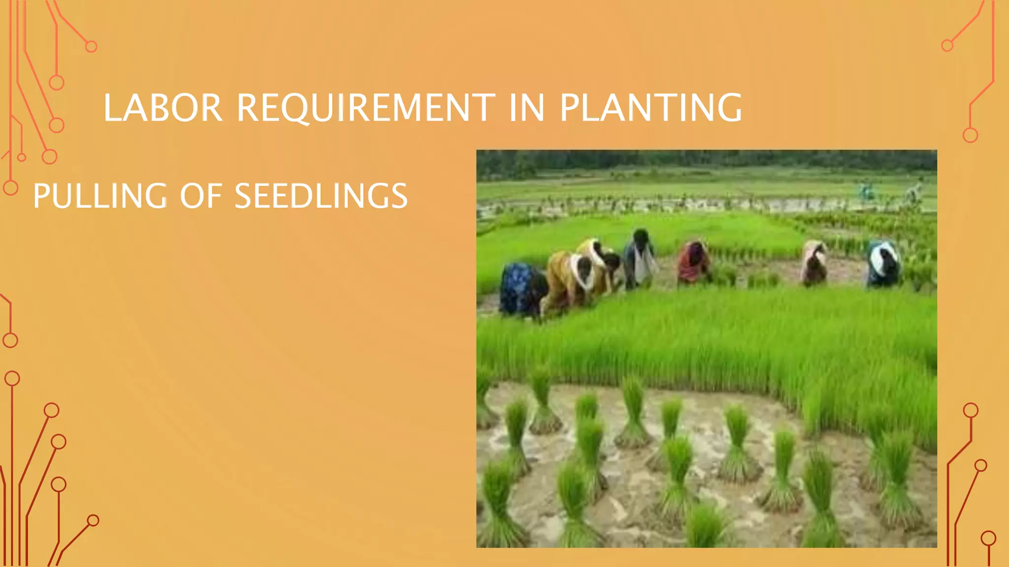 FARM INPUTS AND FARM LABOR.pptx