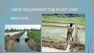 FARM INPUTS AND FARM LABOR.pptx