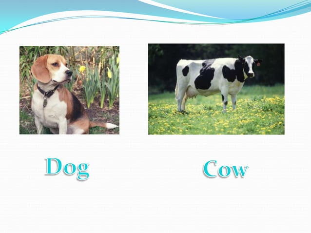 Farm or zoo | PPTX | Zoos & Aquariums | Attractions