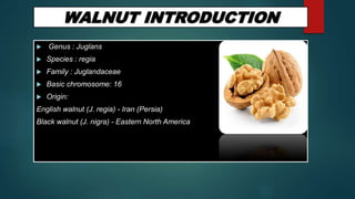 MECHANIZATION IN WALNUT FARMING | PPTX