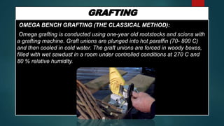 MECHANIZATION IN WALNUT FARMING | PPTX