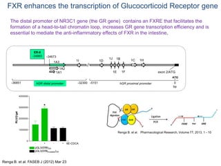 Farnesoid x receptor (fxr) and intestinal mucosa - Stefano Fiorucci | PPT