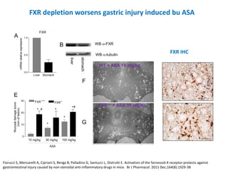 Farnesoid x receptor (fxr) and intestinal mucosa - Stefano Fiorucci | PPT