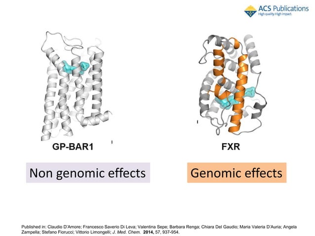Farnesoid x receptor (fxr) and intestinal mucosa - Stefano Fiorucci | PPT