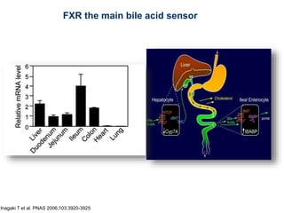 Farnesoid x receptor (fxr) and intestinal mucosa - Stefano Fiorucci | PPT