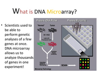 Microarray | PPT | Biological Sciences | Science