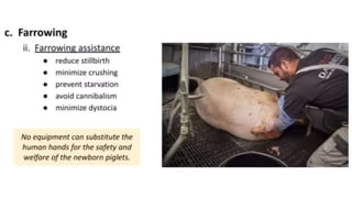 FARROWING MANAGEMENT.pptx