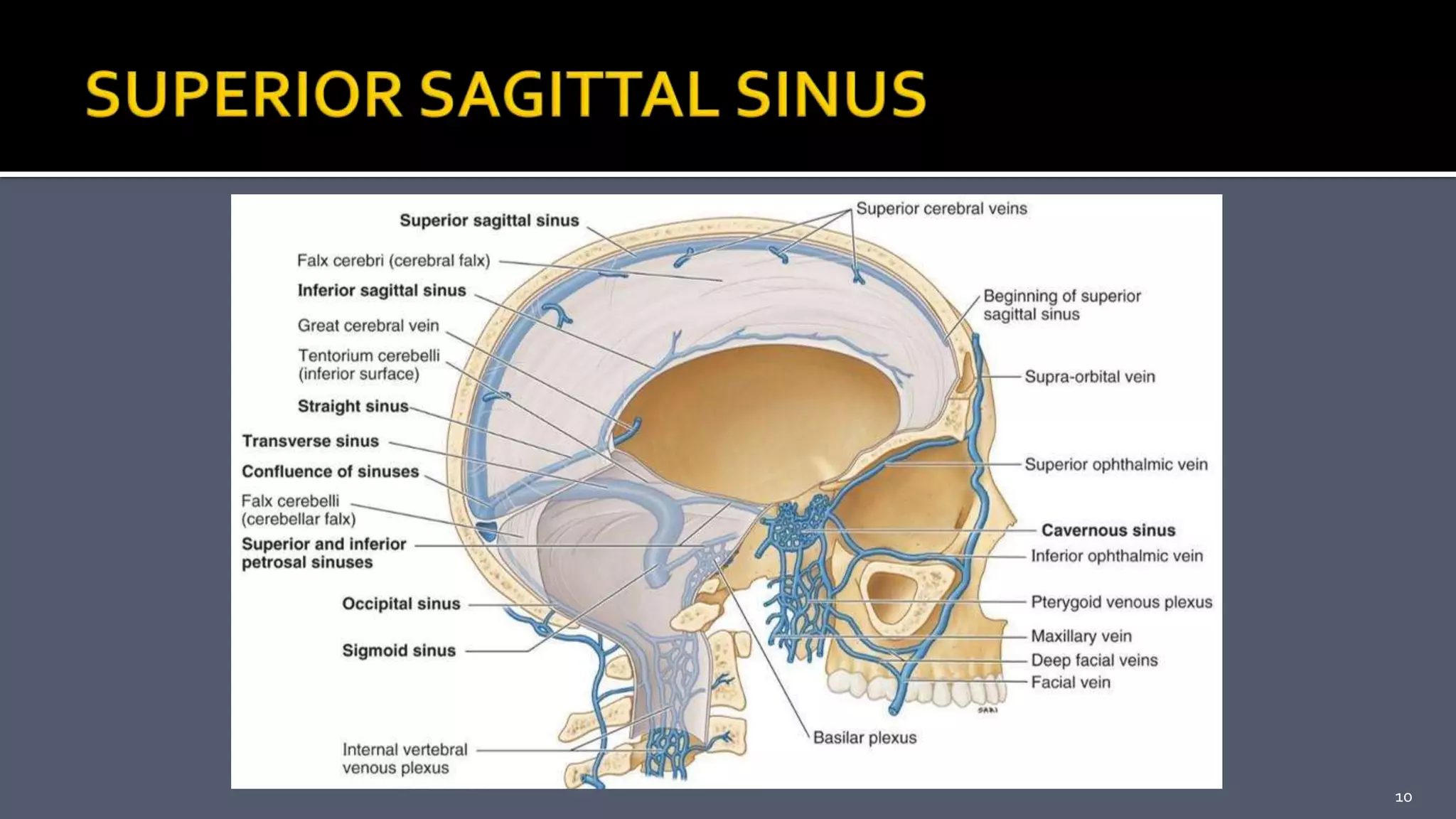 Parasagittal Meningioma | PPTX