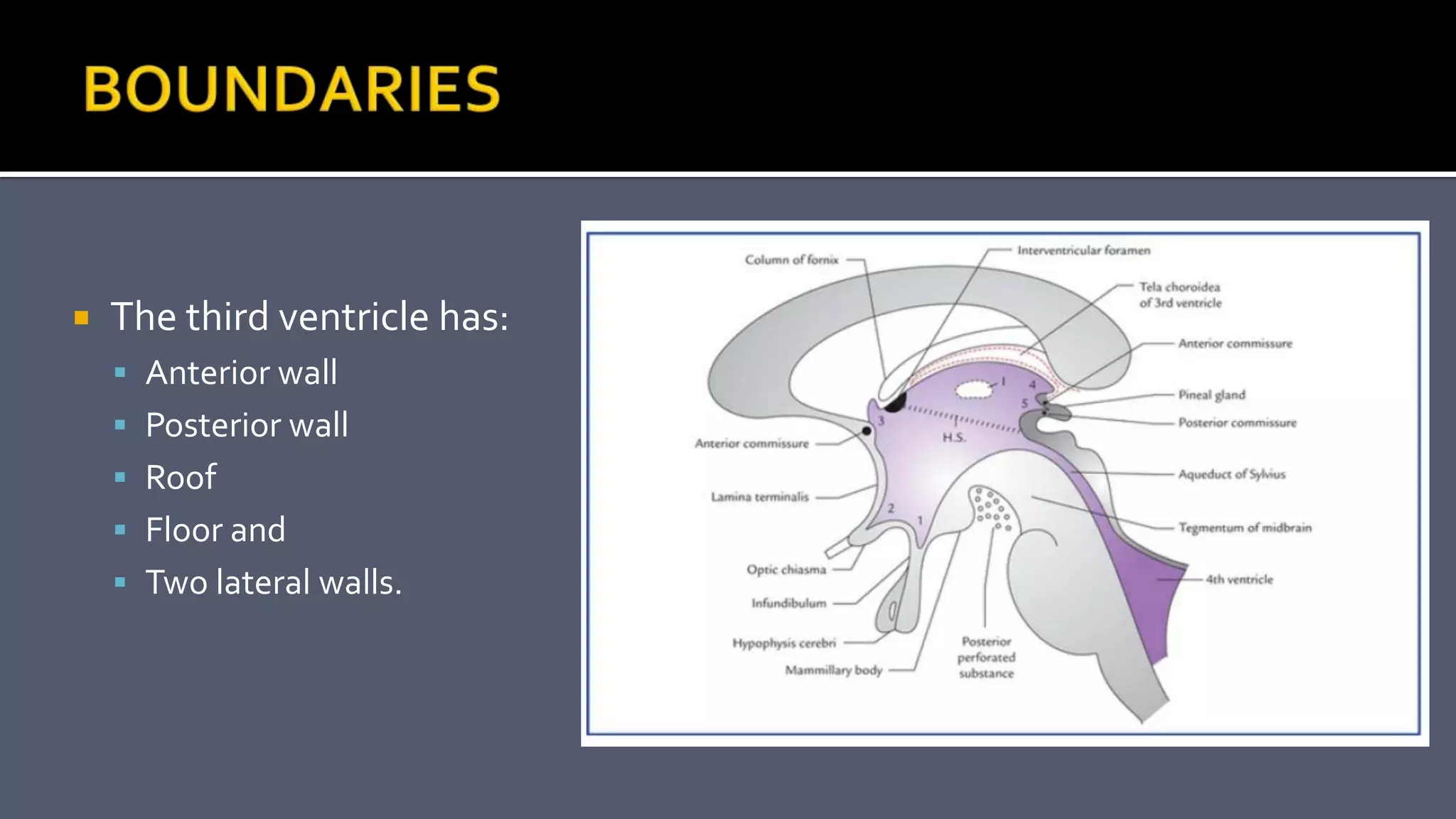 Endoscopic Third Ventriculostomy | PPTX