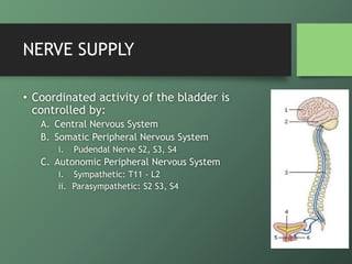 Urinary Incontinence | PPTX