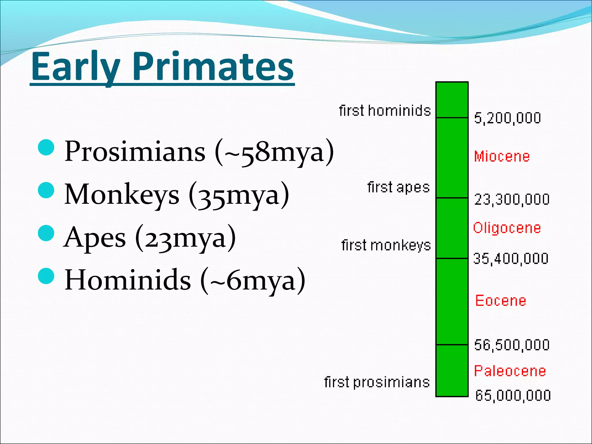 Human Evolution | PPT