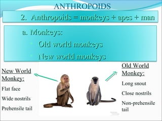 Human Evolution | PPT
