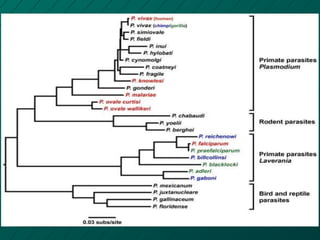 Evolution of parasitism | PPT