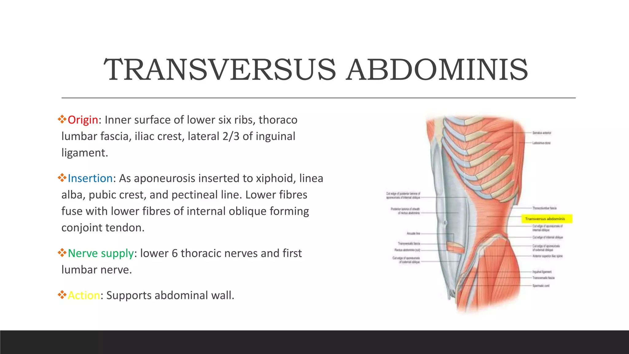 Anterior abdominal wall anatomy ppt | PPTX
