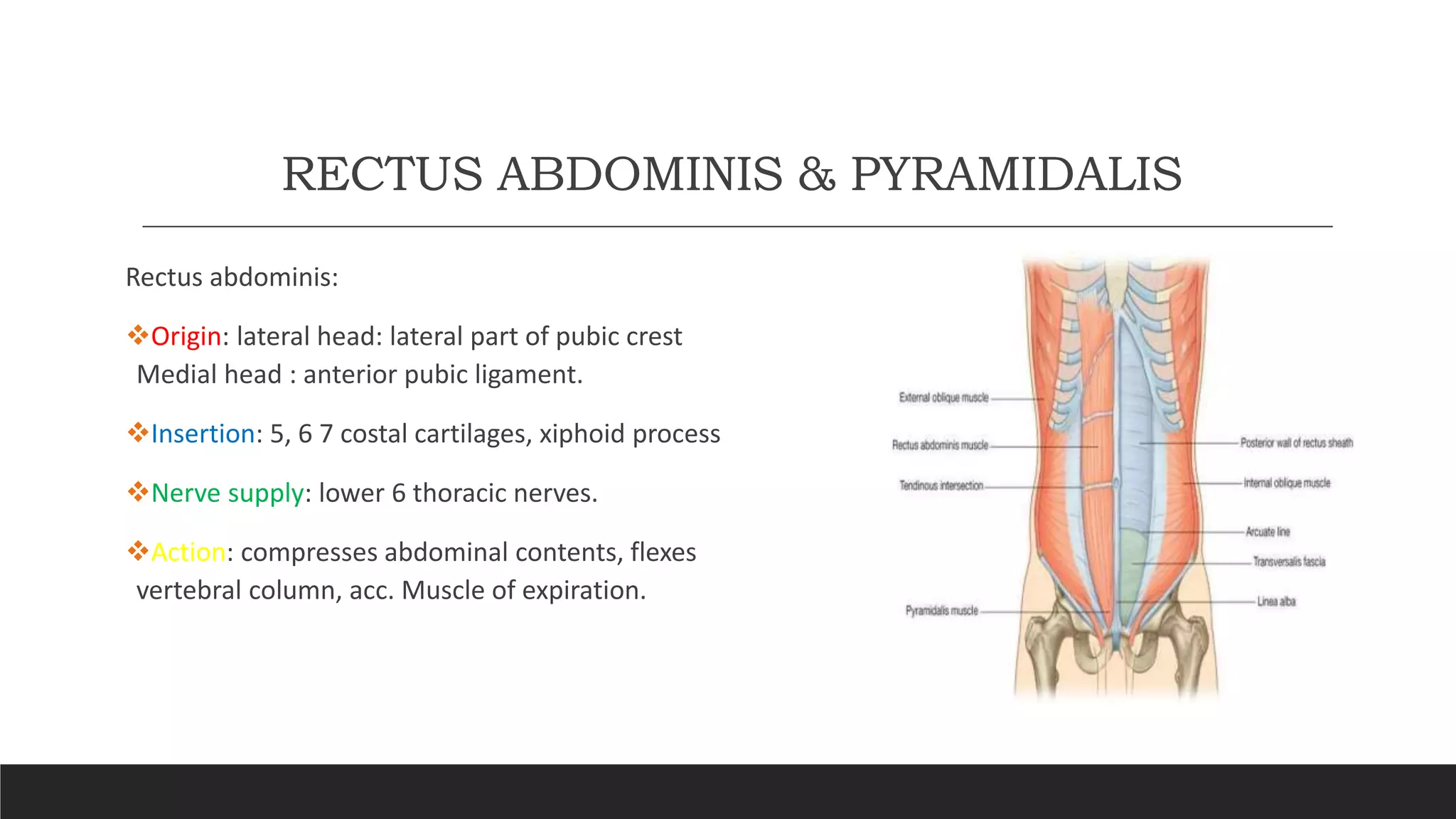 Anterior abdominal wall anatomy ppt | PPTX