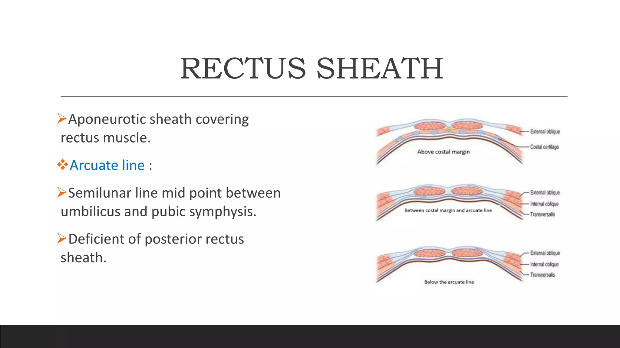 Anterior abdominal wall anatomy ppt | PPTX