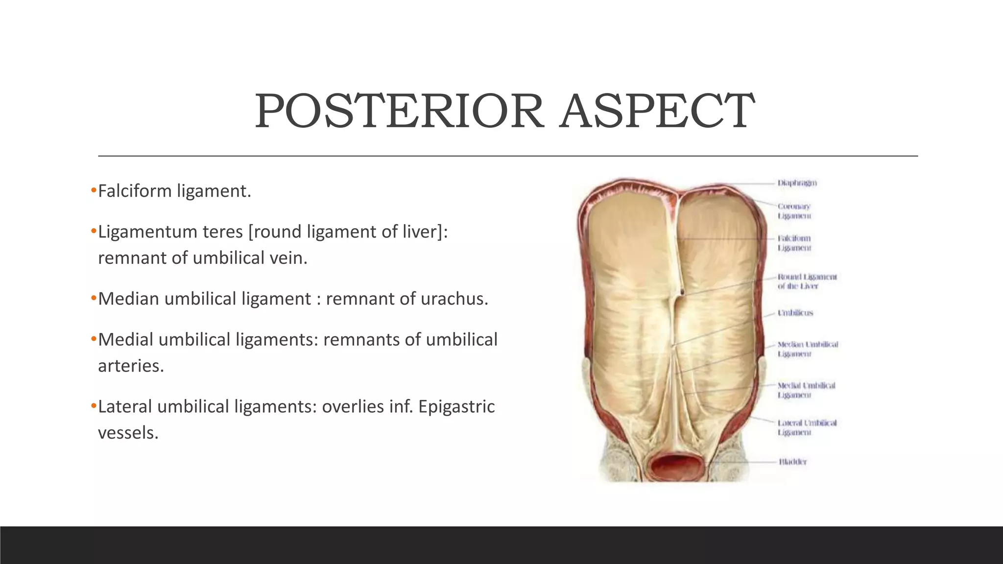 Anterior abdominal wall anatomy ppt | PPTX