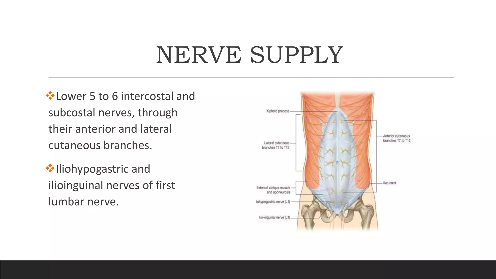 Anterior abdominal wall anatomy ppt | PPTX
