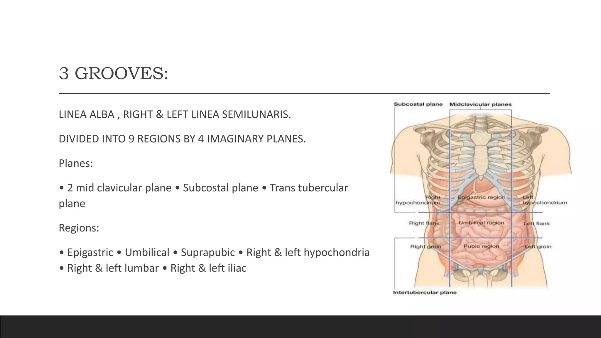Anterior abdominal wall anatomy ppt | PPTX