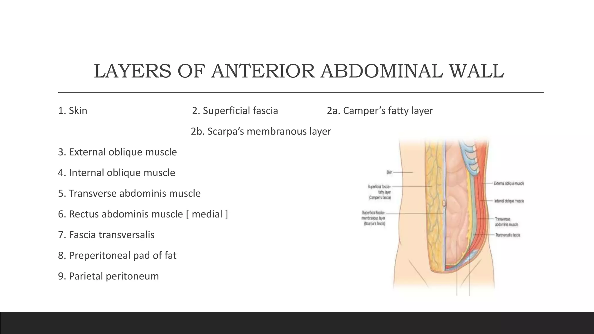 Anterior abdominal wall anatomy ppt | PPTX