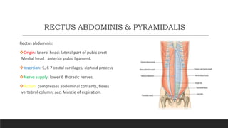 Anterior abdominal wall anatomy ppt | PPTX