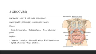 Anterior abdominal wall anatomy ppt | PPTX