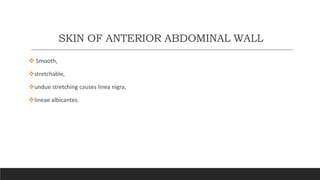 Anterior abdominal wall anatomy ppt | PPTX