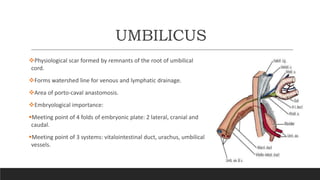 Anterior abdominal wall anatomy ppt | PPTX