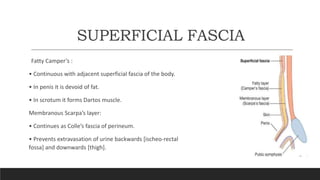 Anterior abdominal wall anatomy ppt | PPTX