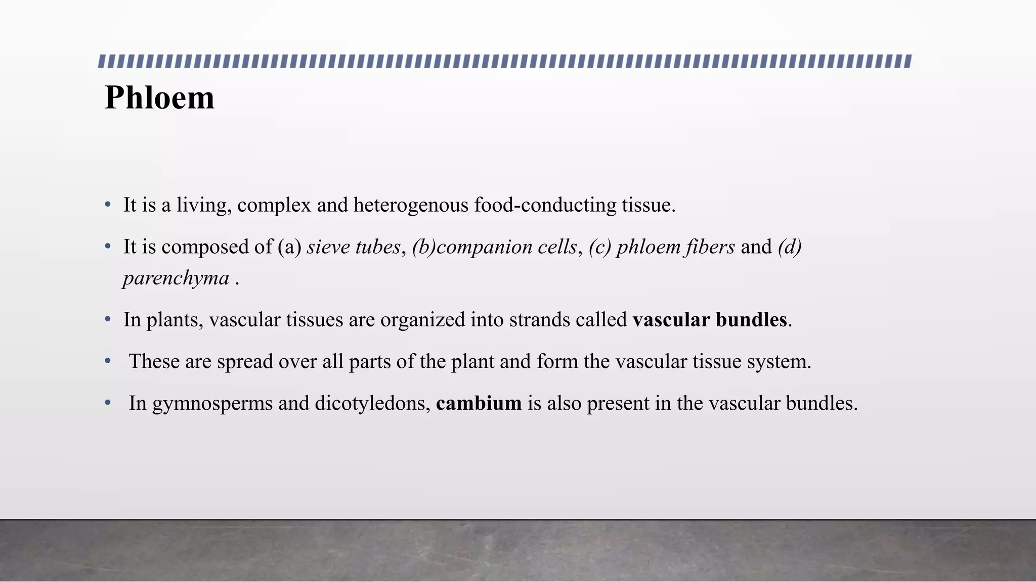 advanced anatomy of plants vascularization | PPTX
