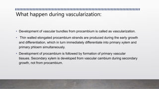 advanced anatomy of plants vascularization | PPTX
