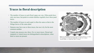 advanced anatomy of plants vascularization | PPTX