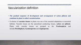 advanced anatomy of plants vascularization | PPTX